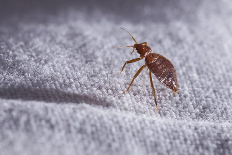 Wanzen: Arten bestimmen und Bettwanzen | eMEDI