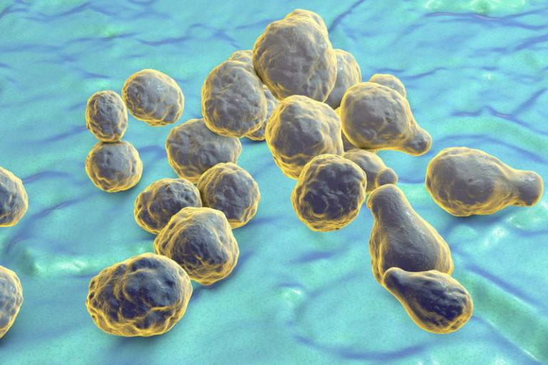 Cryptococcus neoformans: Symptome und Therapie des Erregers | eMEDI