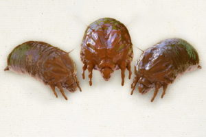 Milben: Symptome und Therapie von Hausstaubmilben | eMEDI