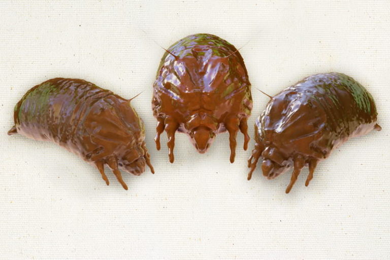 Milben: Symptome und Therapie von Hausstaubmilben | eMEDI